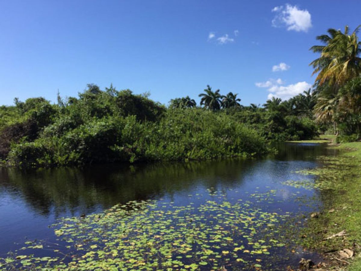 Experience Heritage and nature at Queen Elizabeth II Botanic Park on ...